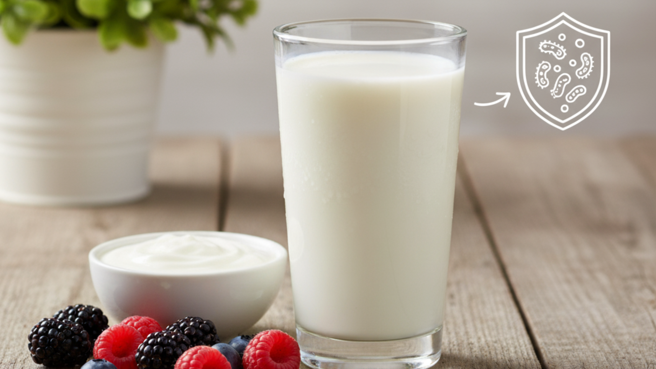Fresh Milk Good for Immunity and Gut health? Here’s the Truth